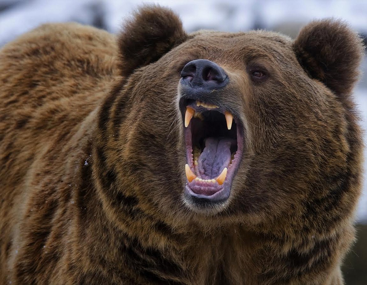 Bear Injures Hiker In Yellowstone National Park Daily Inter Lake bear-injures-hiker-in-yellowstone-national-park-daily-inter-lake